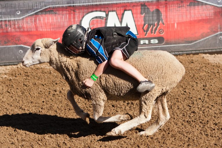 Mutton Race – C und D in San Francisco